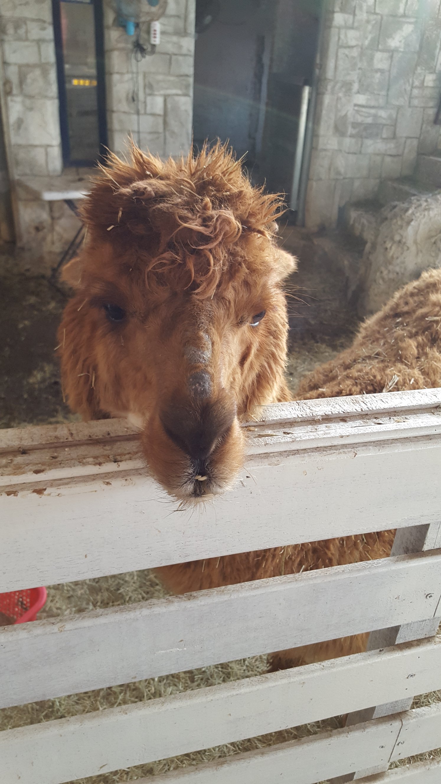 Taiwan Itinerary Day 7: Oia Alpaca Cafe, Taipei - I WAS THERE THE OTHER DAY