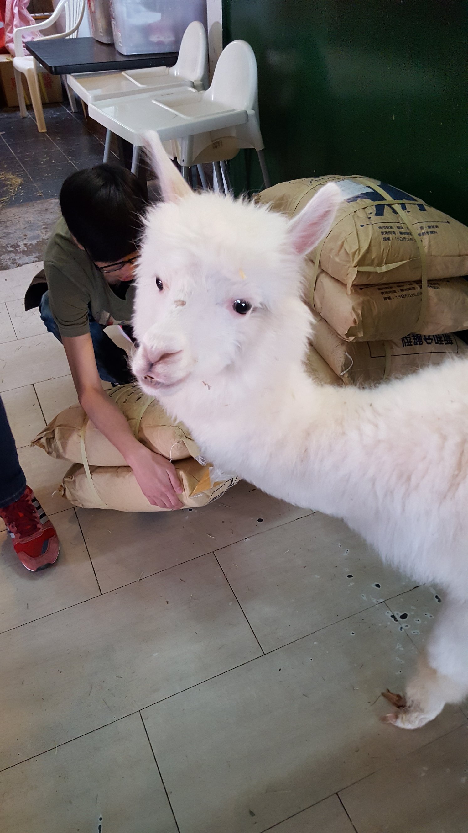 Taiwan Itinerary Day 7: Oia Alpaca Cafe, Taipei - I WAS THERE THE OTHER DAY