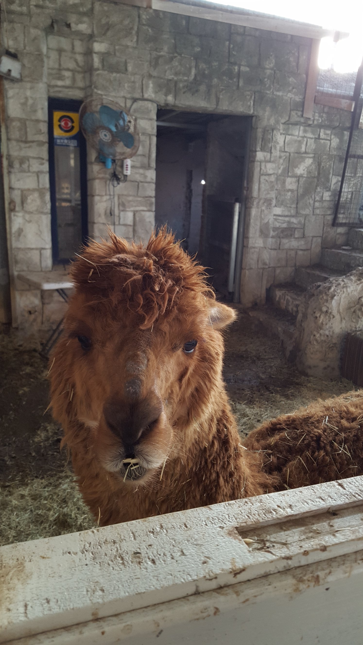 Taiwan Itinerary Day 7: Oia Alpaca Cafe, Taipei - I WAS THERE THE OTHER DAY